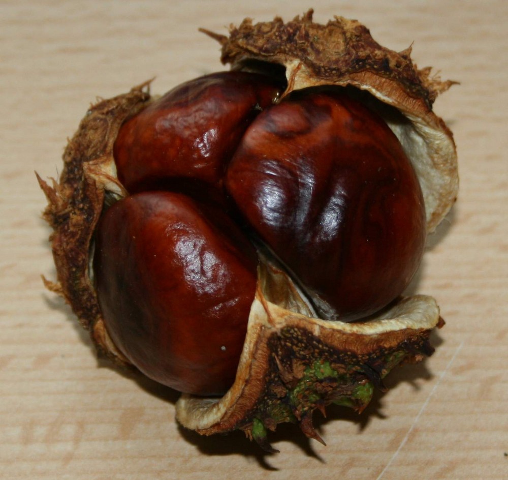 Kastanien ! Foto & Bild | jahreszeiten, herbst, natur Bilder auf ...
