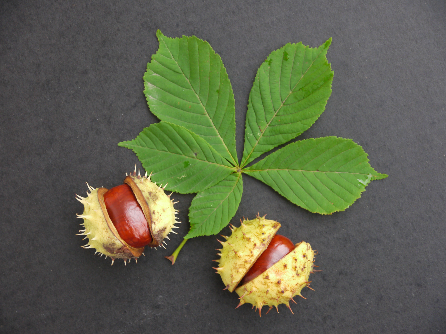 Kastanien Foto & Bild | pflanzen, pilze & flechten, jahreszeiten ...