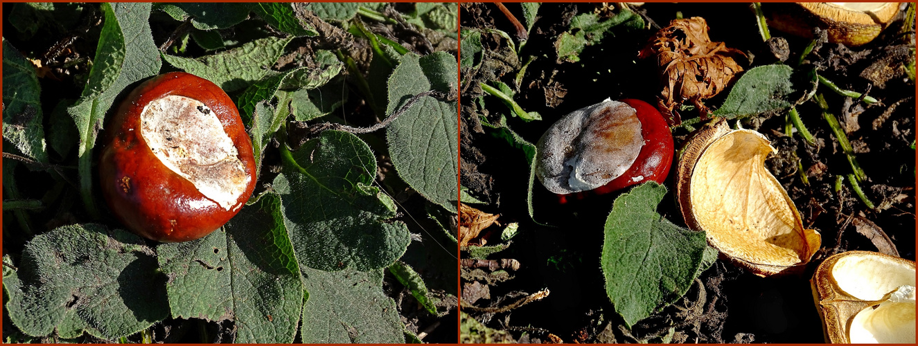 Kastanien Foto & Bild | natur, herbst kastanien Bilder auf fotocommunity