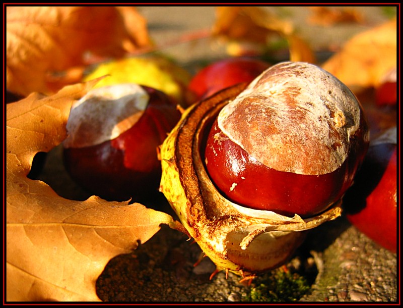 Kastanien Foto & Bild | pflanzen, pilze & flechten, früchte und beeren ...