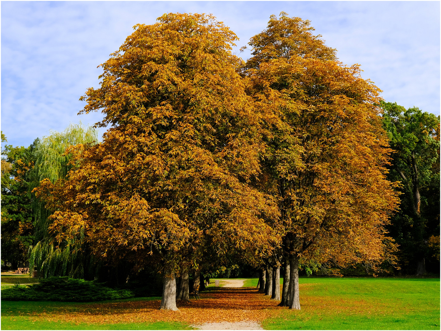 Kastanien Foto & Bild | bäume, baum, brandenburg Bilder auf fotocommunity