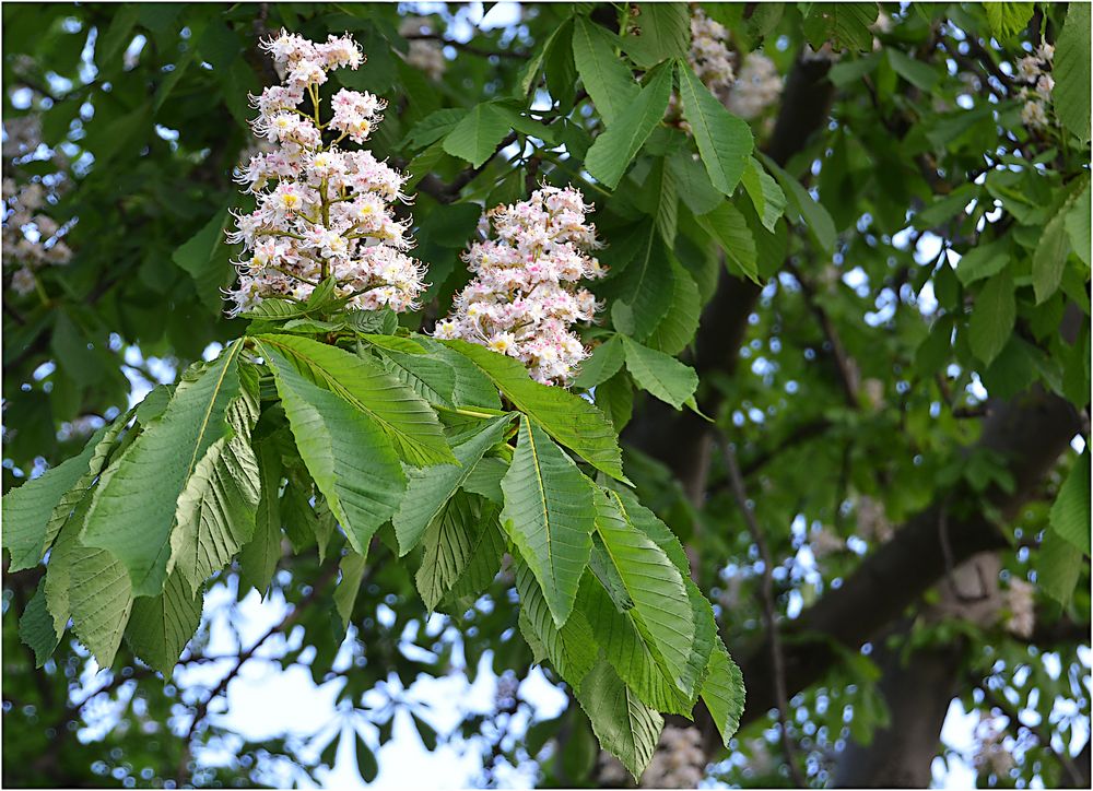 Kastanien-Blüten Foto & Bild | bäume, natur, pflanzen Bilder auf ...