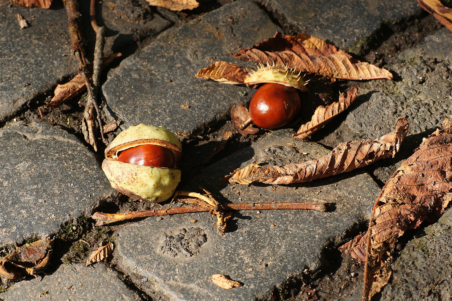 Kastanien Foto & Bild | jahreszeiten, herbst, natur Bilder auf ...