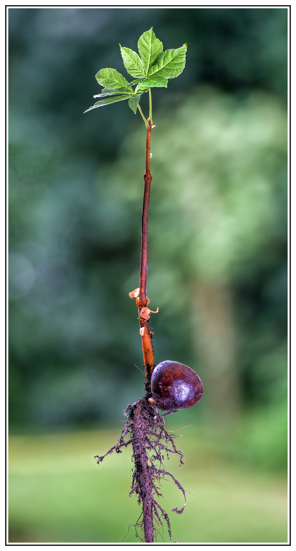 Kastanien- Keimling Foto & Bild | natur, pflanzen, pilze & flechten ...