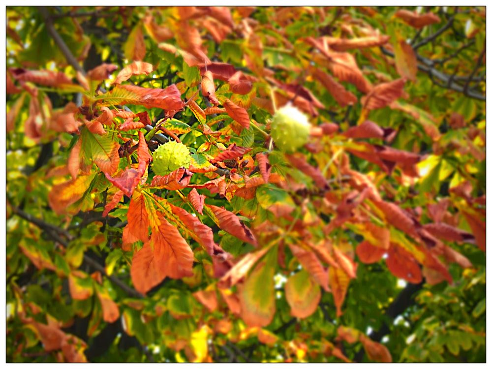 Kastanienbaum in Groß Enzersdorf Foto & Bild | jahreszeiten, herbst ...
