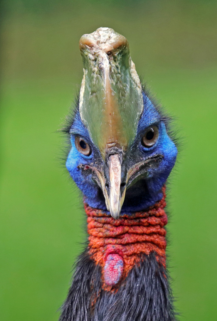Kasuar Foto & Bild | weitere vögel im zoo, natur, portrait Bilder auf ...