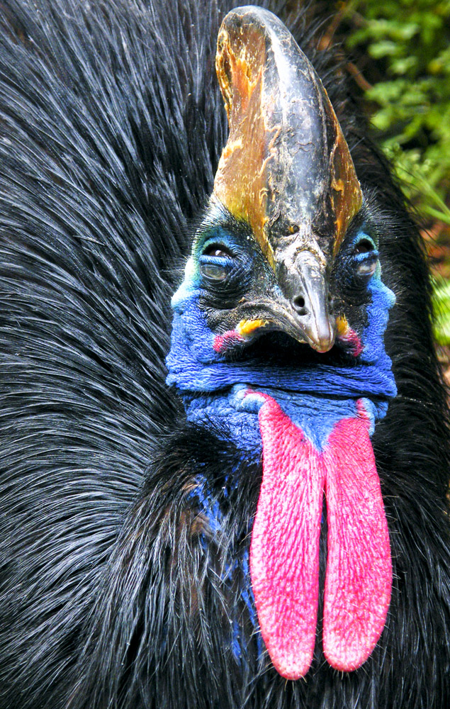 Kasuar Foto & Bild | tiere, zoo, wildpark & falknerei, vögel Bilder auf ...