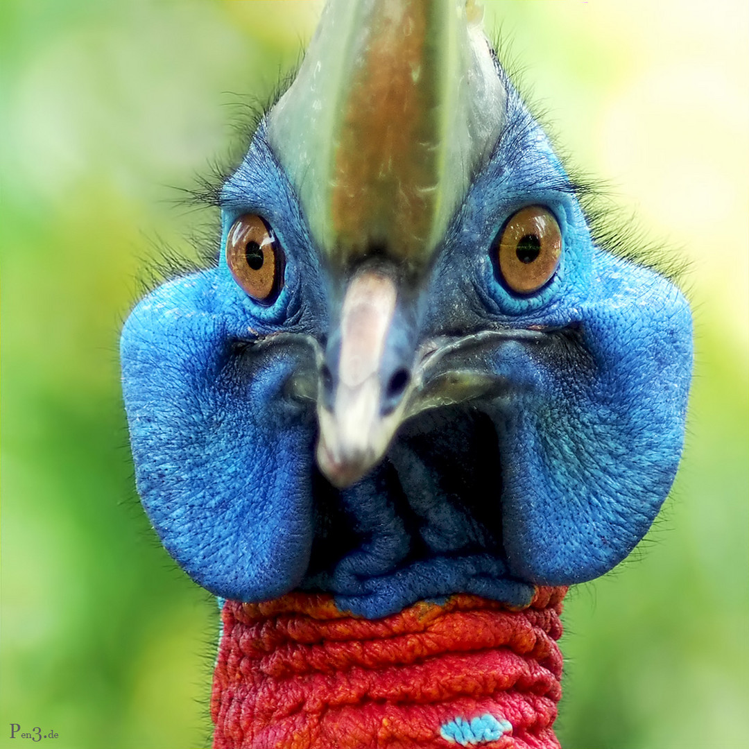 Kasuar Foto & Bild | tiere, zoo, wildpark & falknerei, vögel Bilder auf ...