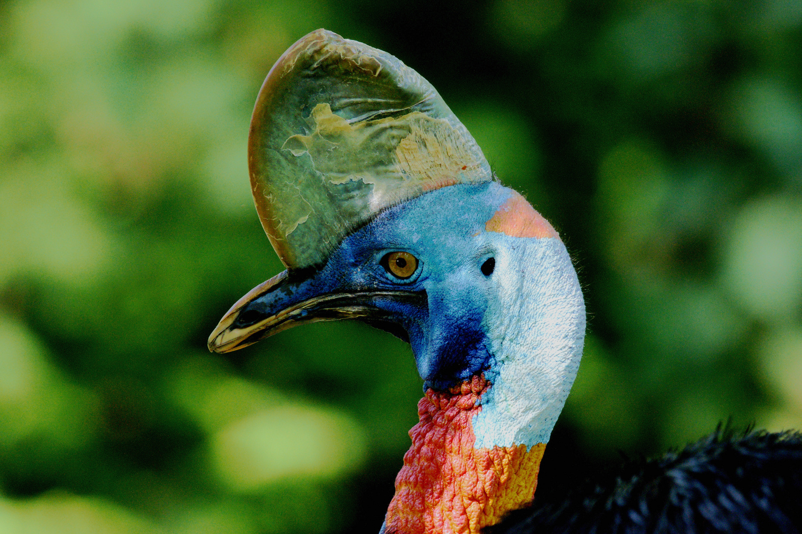 KASUAR Foto & Bild | tiere, wildlife, wild lebende vögel Bilder auf ...
