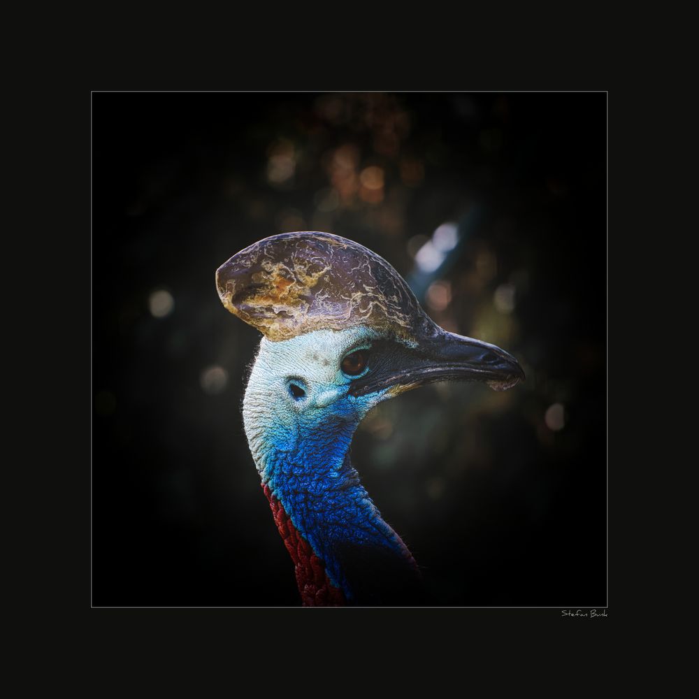 KASUAR² Foto & Bild | tiere, zoo, wildpark & falknerei, vögel Bilder ...