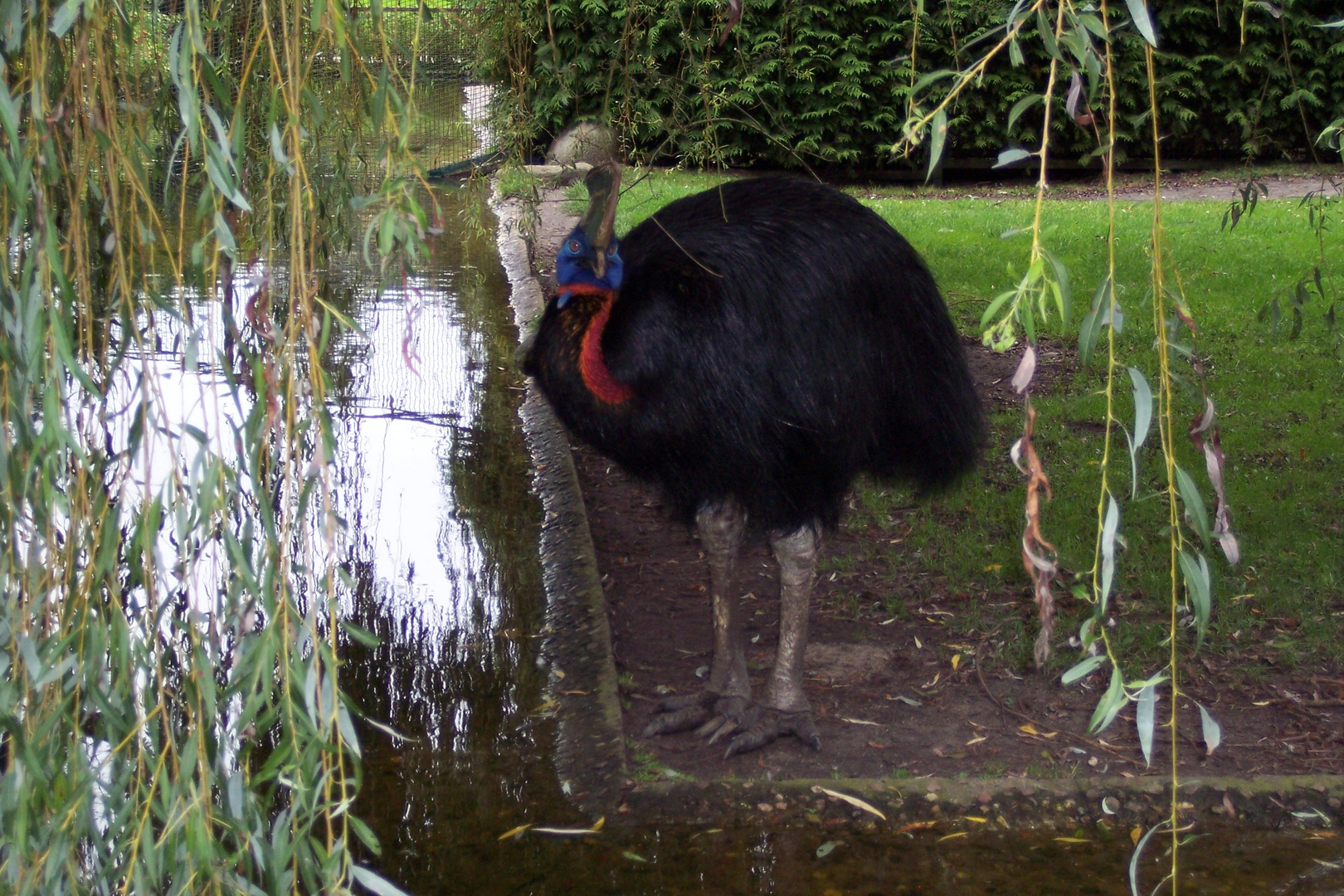 Kasuar Foto & Bild | natur, tiere, vögel Bilder auf fotocommunity
