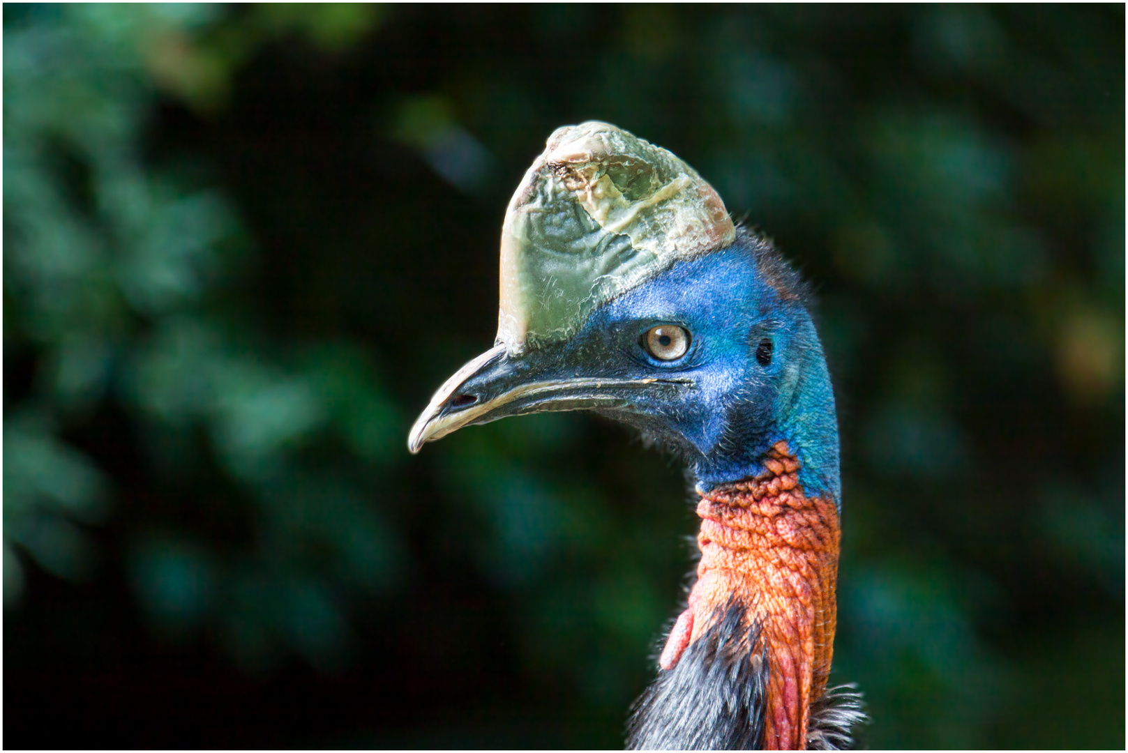 Kasuar Portrait Foto & Bild | tiere, vogel, bunt Bilder auf fotocommunity