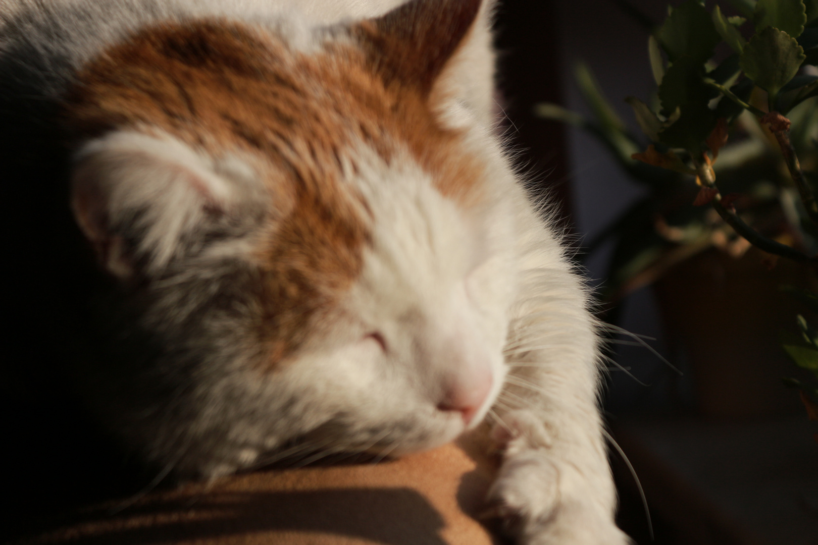 Kater Foto & Bild | tiere, haustiere, katzen Bilder auf fotocommunity