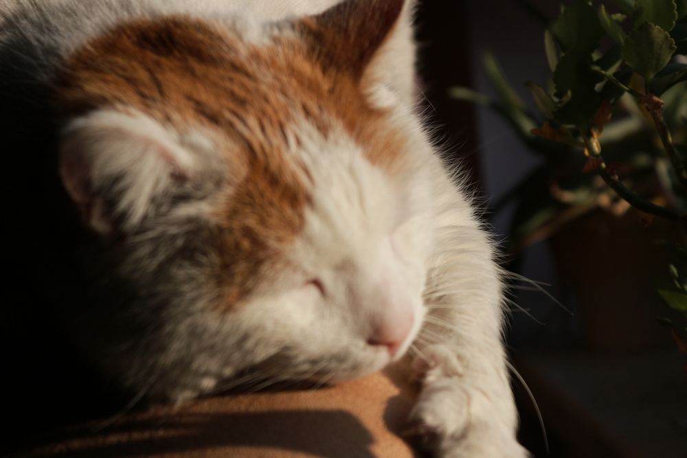 Kater Foto & Bild | tiere, haustiere, katzen Bilder auf fotocommunity