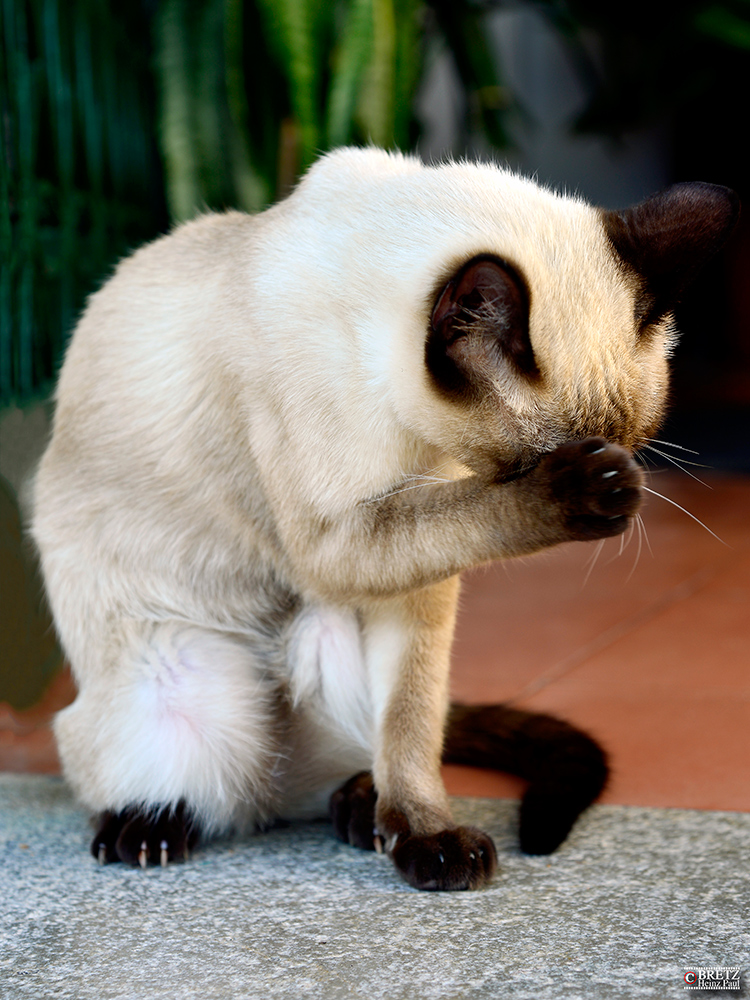 Kater Foto & Bild | tiere, haustiere, katzen Bilder auf fotocommunity