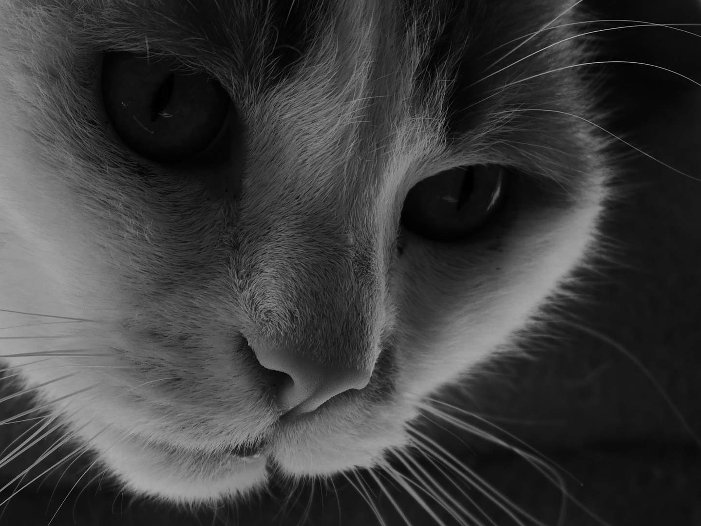 Kater Foto & Bild | tiere, haustiere, katzen Bilder auf fotocommunity