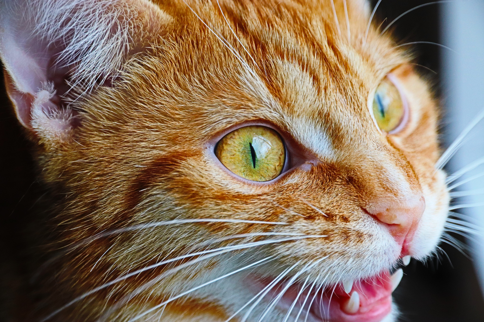 Kater Foto & Bild | katze, kater, zähne Bilder auf fotocommunity