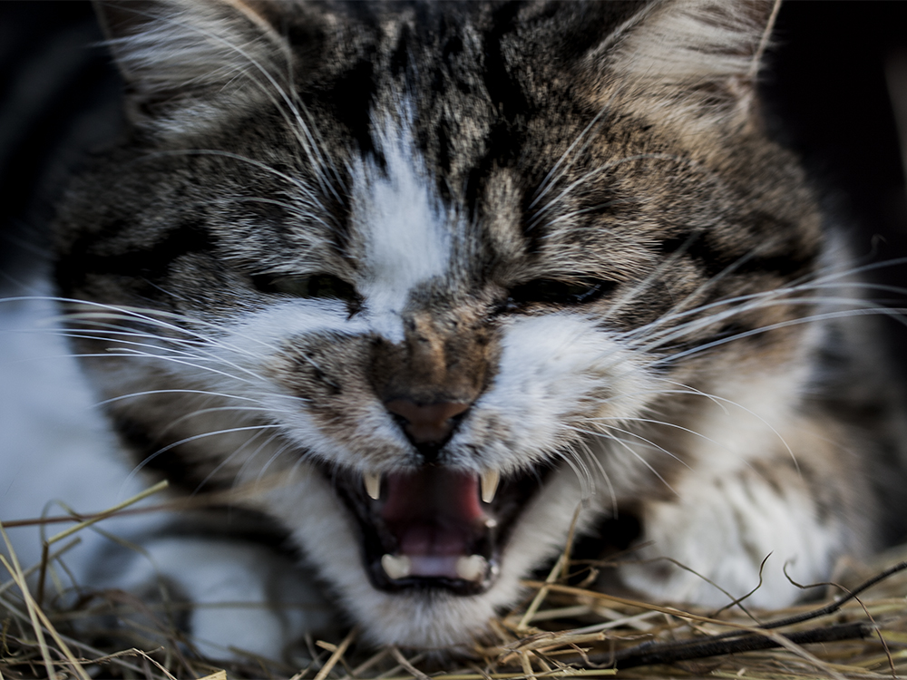 Kater Foto & Bild | natur, katze, kater Bilder auf fotocommunity