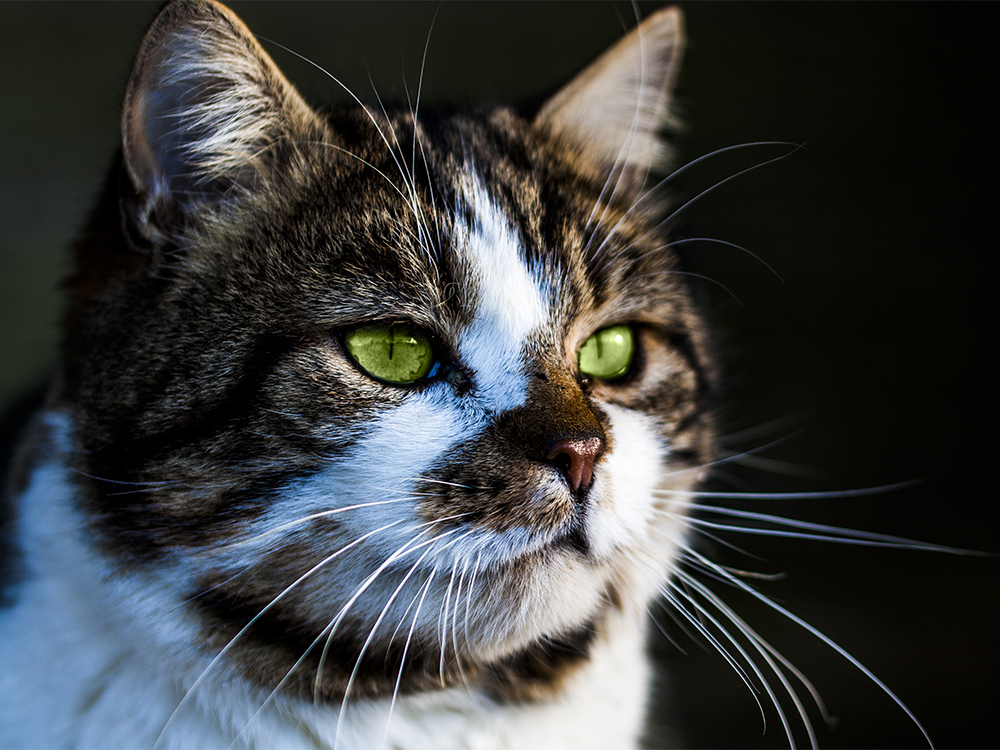 Kater Foto & Bild | natur, katze, kater Bilder auf fotocommunity