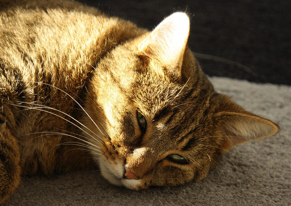 Kater Diego Foto & Bild | tiere, haustiere, katzen Bilder auf fotocommunity