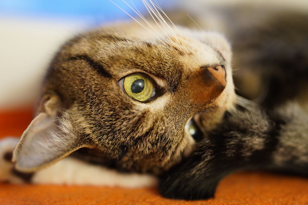 Kater Foto & Bild | tiere, haustiere, katzen Bilder auf fotocommunity