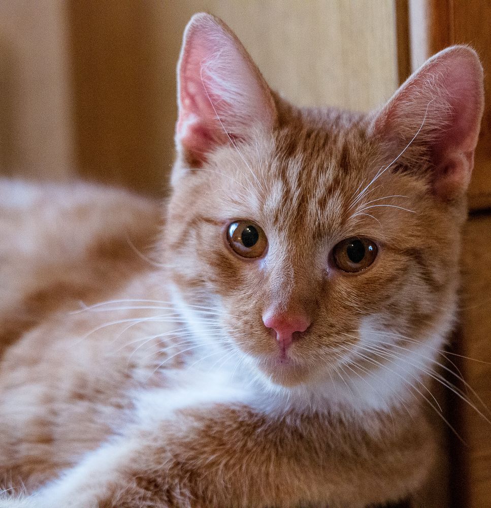 Kater Eddi (2) Foto & Bild | natur, kater, katzen Bilder auf fotocommunity