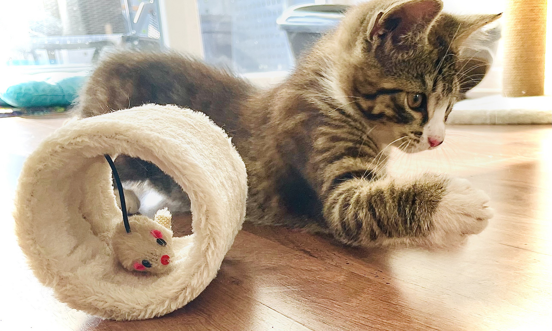 Kater Filou the Cat Foto & Bild | natur, cat, animal Bilder auf ...