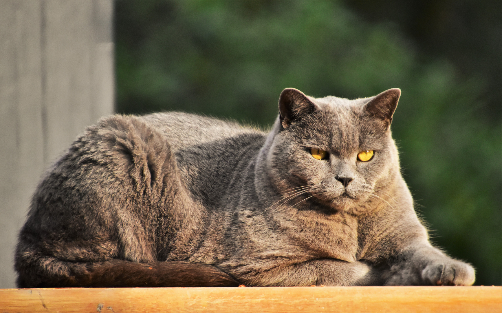 Kater Fritz Foto & Bild | tiere, haustiere, katzen Bilder auf fotocommunity
