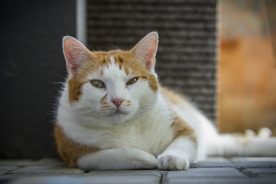 Kater Gismo Foto & Bild | tiere, haustiere, katzen Bilder auf fotocommunity