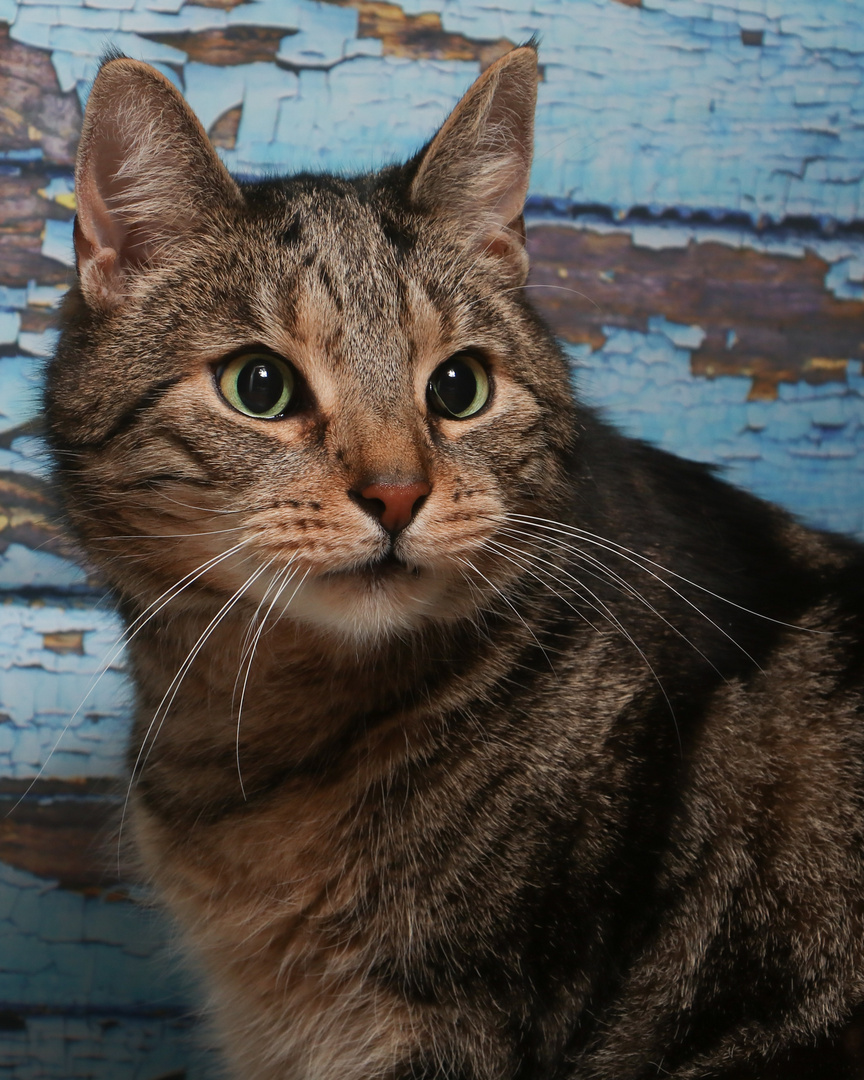 Kater Grisu muss für Testfotos Model stehen Foto & Bild | tiere ...