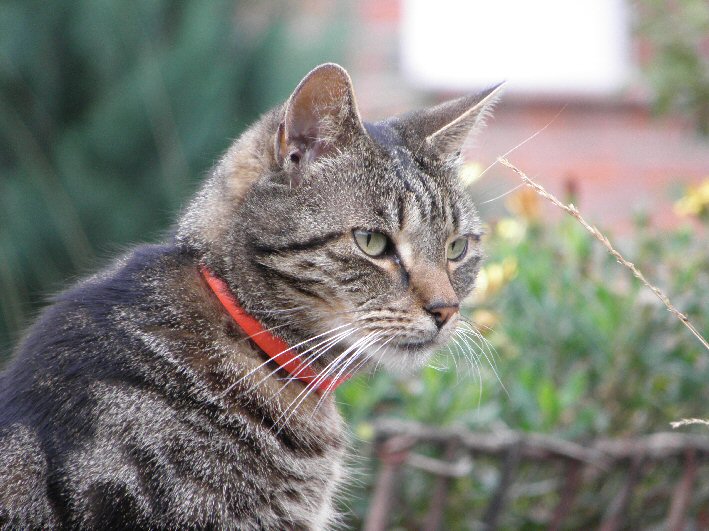 Kater im Garten Foto & Bild | tiere, haustiere, katzen Bilder auf fotocommunity