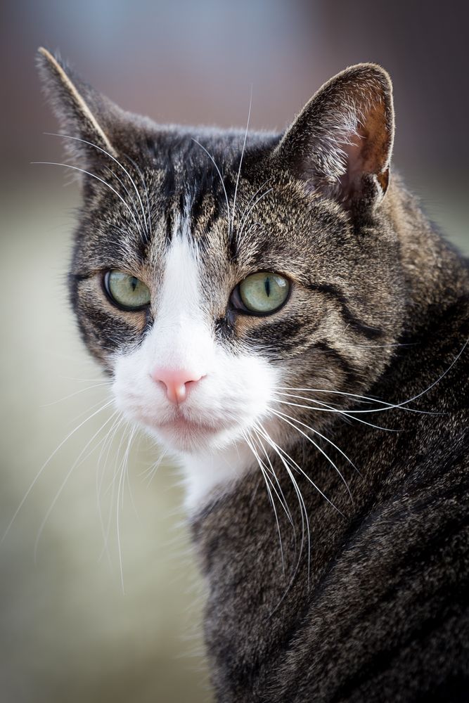 Kater Kimba Foto & Bild | tiere, haustiere, katzen Bilder auf fotocommunity