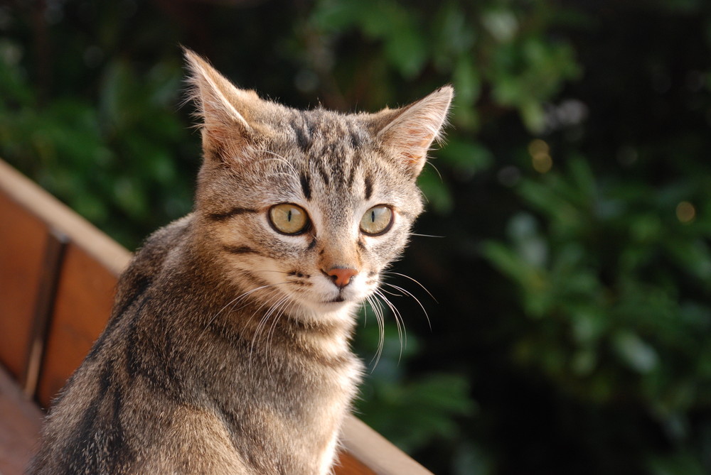 Kater Leo Foto & Bild | tiere, haustiere, katzen Bilder auf fotocommunity
