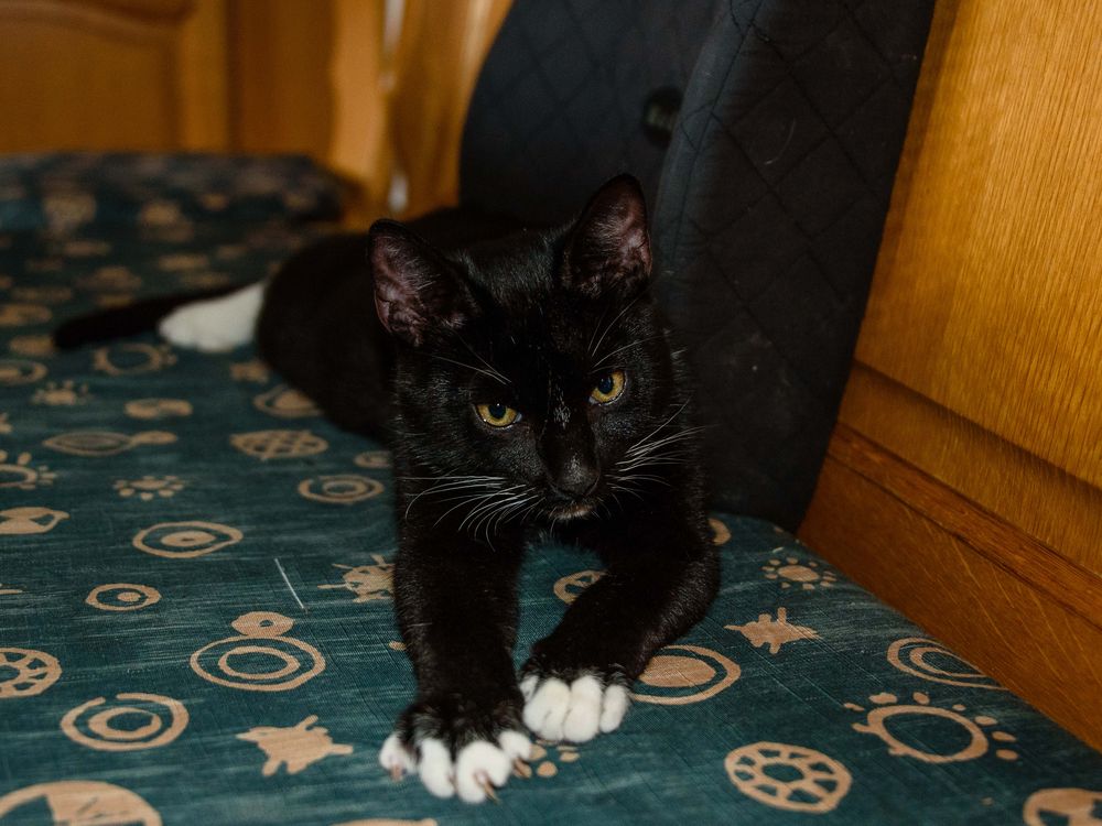 Kater Max 1 Foto & Bild | tiere, haustiere, katzen Bilder auf fotocommunity