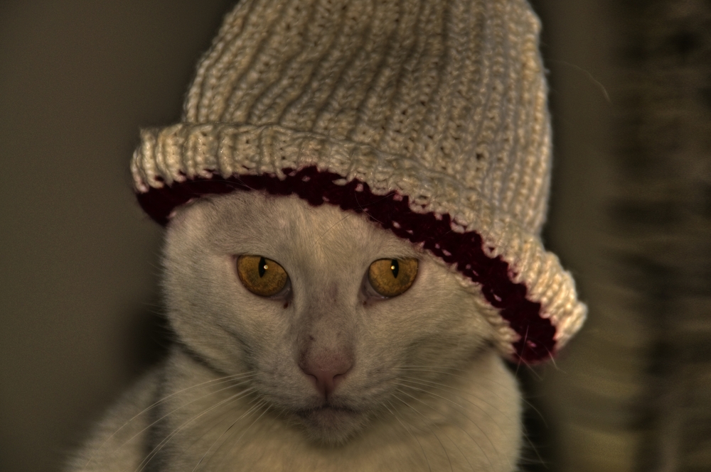 Kater mit Hut Foto & Bild | tiere, haustiere, katzen Bilder auf ...