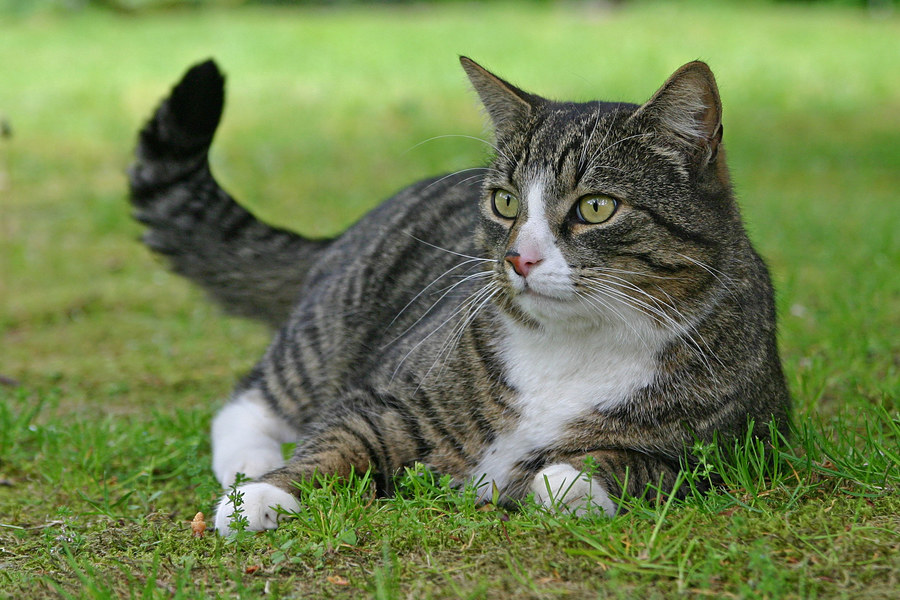 Kater Nicki in Augenhöhe Foto & Bild | tiere, haustiere, katzen Bilder auf fotocommunity