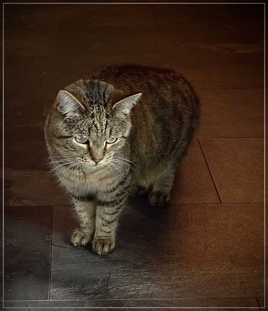 Kater Pauli Foto & Bild | tiere, haustiere, katzen Bilder auf fotocommunity