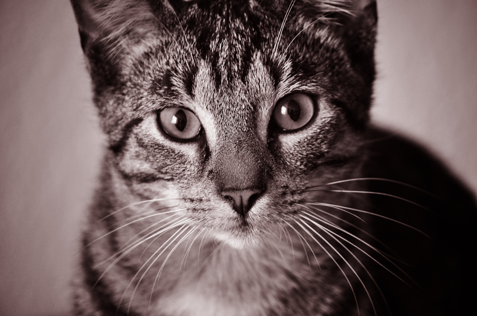 Kater Portrait Foto & Bild | tiere, haustiere, katzen Bilder auf fotocommunity