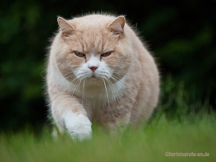 Kater Tom Foto & Bild | tiere, haustiere, katzen Bilder auf fotocommunity