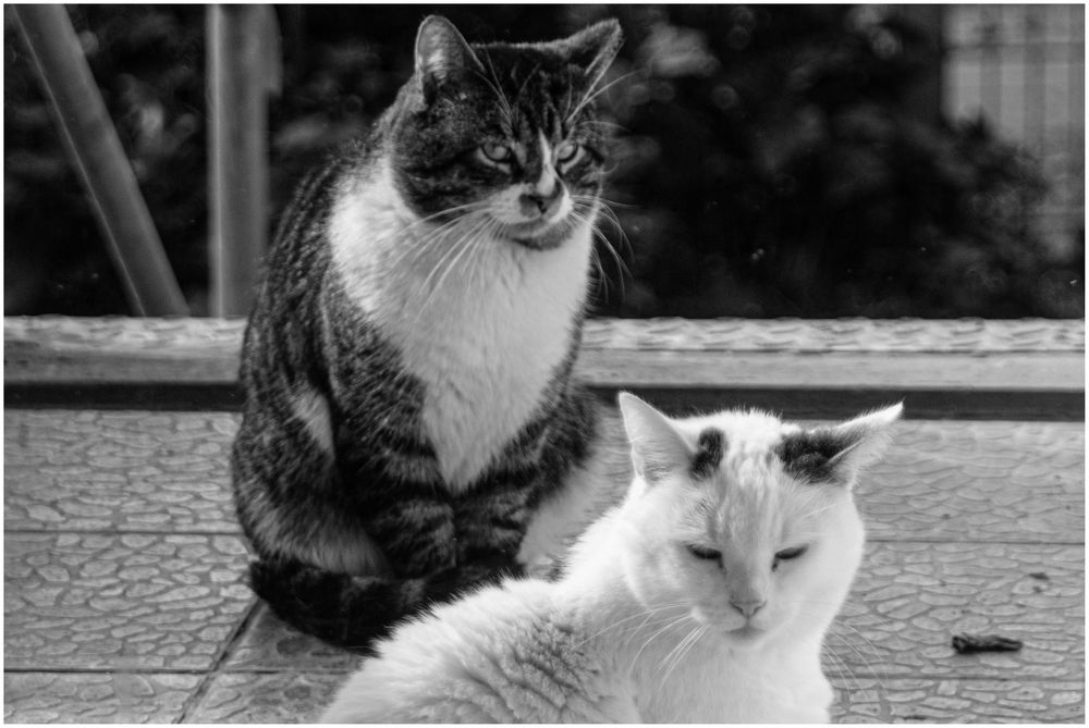Kater und Katze ... Foto & Bild | spezial, natur, monochrome Bilder auf fotocommunity