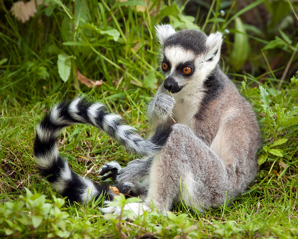 Katta Foto & Bild | berlin, natur, zoo Bilder auf fotocommunity