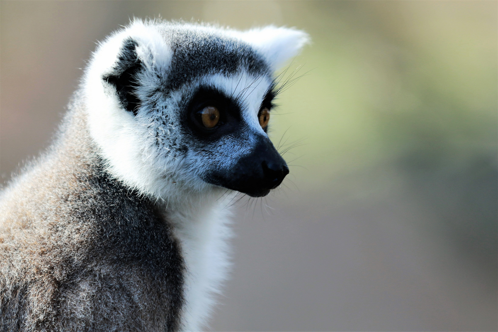 Katta Foto & Bild | tiere, wildlife, zoo Bilder auf fotocommunity