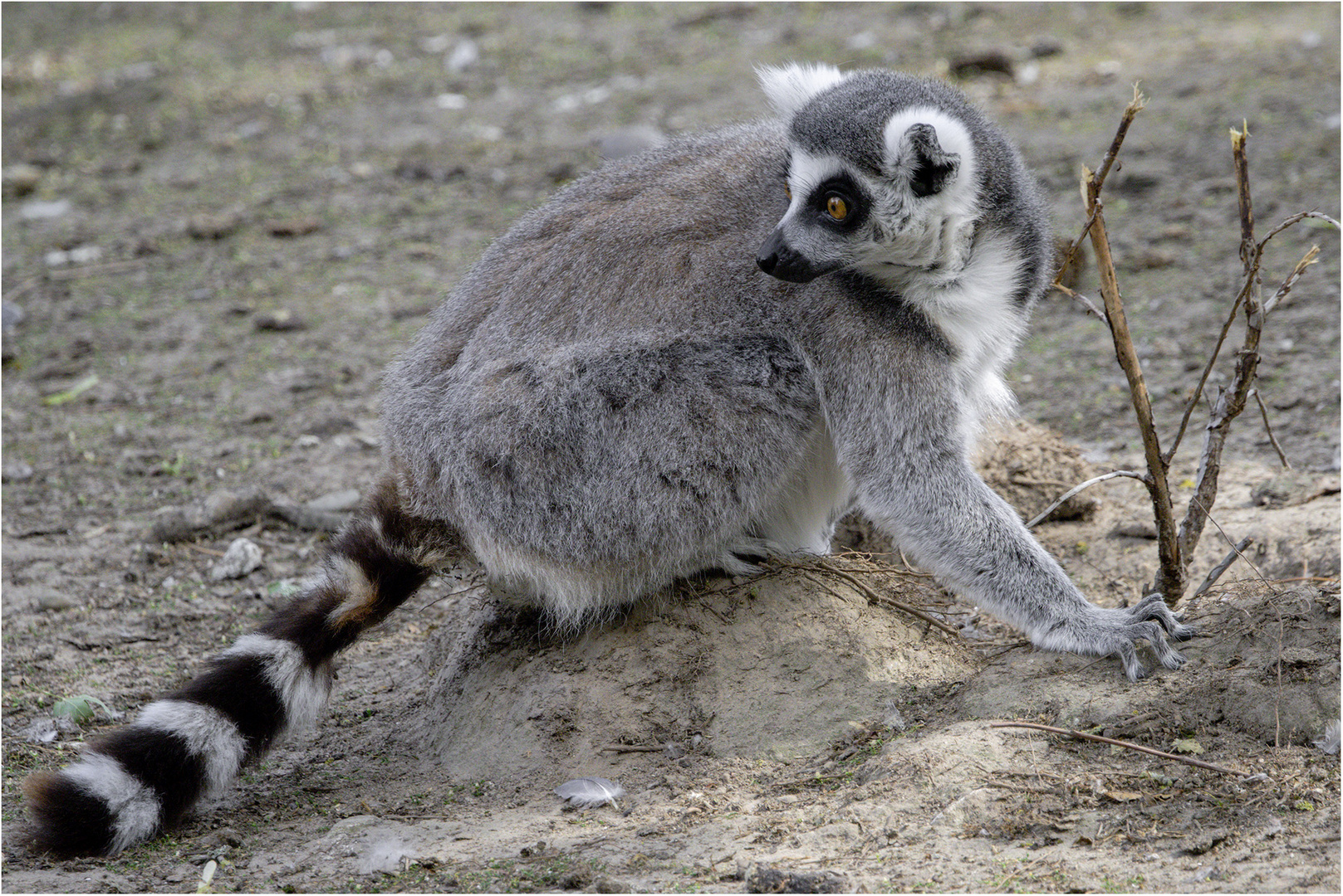 Katta Foto & Bild | nature, natur, portrait Bilder auf fotocommunity