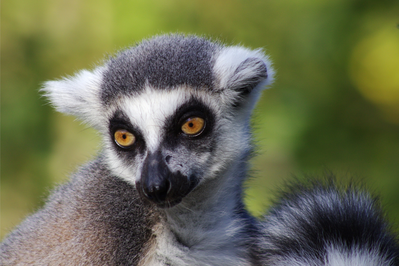 Katta Foto & Bild | natur, landschaft, zoo Bilder auf fotocommunity