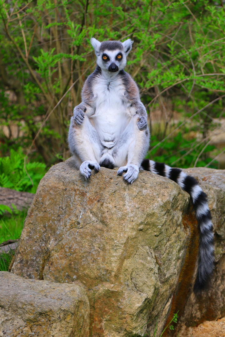 Katta Foto & Bild | tiere, zoo, wildpark & falknerei, säugetiere Bilder ...
