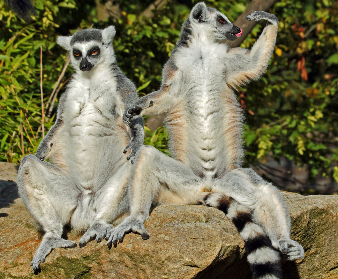 Katta beim Sonnenbad Foto & Bild | tiere, zoo, wildpark & falknerei ...