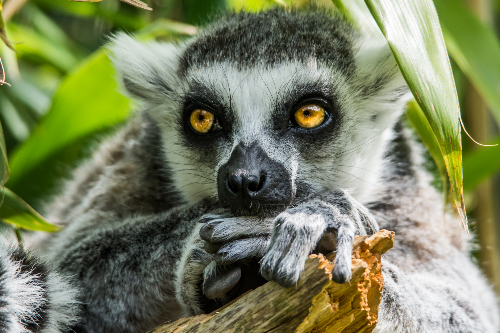 Katta Foto & Bild | tiere, zoo, wildpark & falknerei, säugetiere Bilder ...