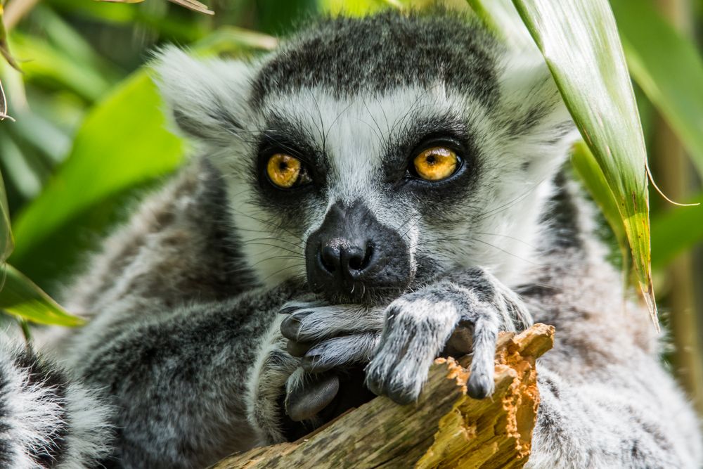Katta Foto & Bild | tiere, zoo, wildpark & falknerei, säugetiere Bilder ...