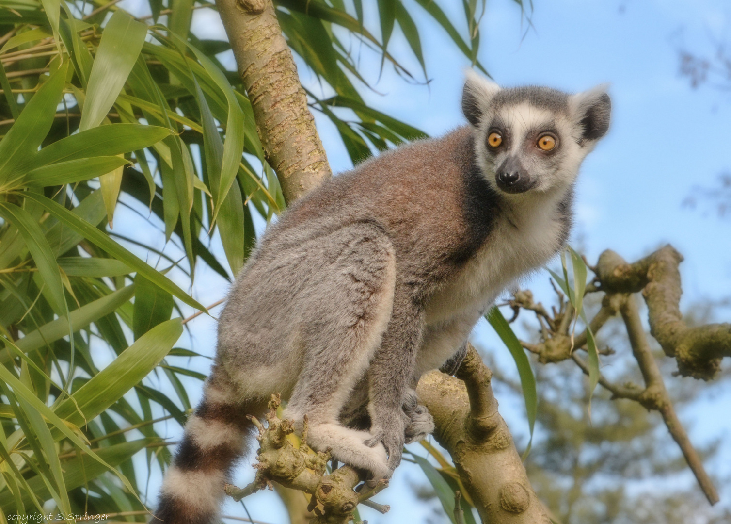 Katta..... Foto & Bild | tiere, zoo, wildpark & falknerei, säugetiere ...