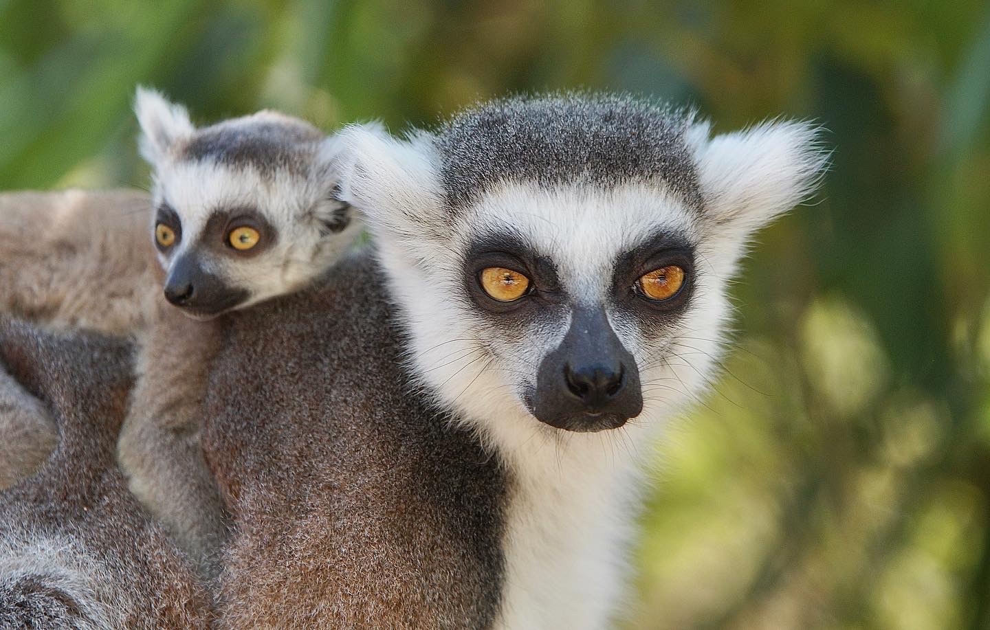 Katta mit Baby Foto & Bild | tiere, zoo, wildpark & falknerei ...